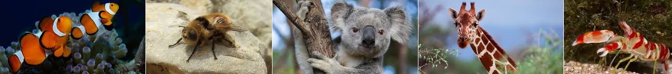 Interesting animals and their behaviour that are unique and amazing